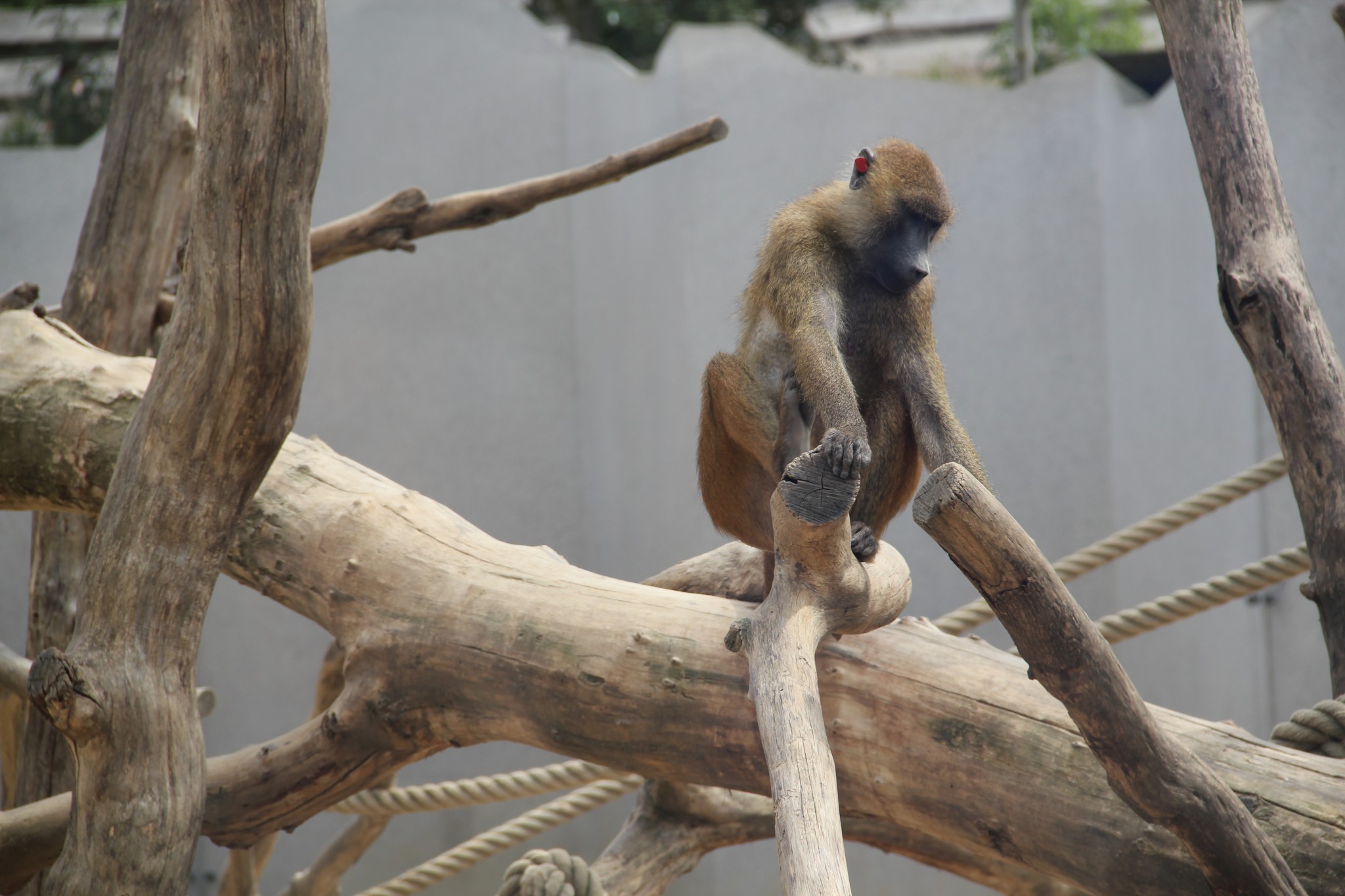 Parque Zoológico de Paris - Parci parla